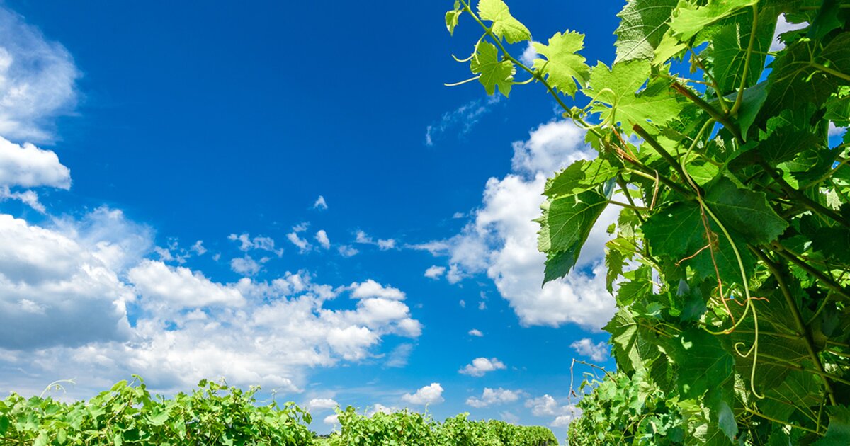 Digital vine4cast Service Ensures Planning Security in Viticulture