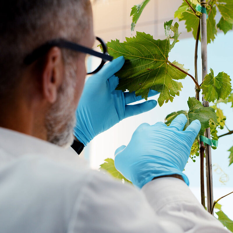 Kwizda Agro: formulation, plant protection, biocides & distribution