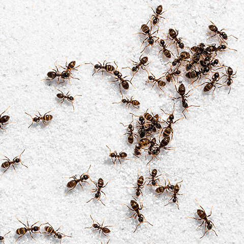 Learn more about our DOBOL® products!